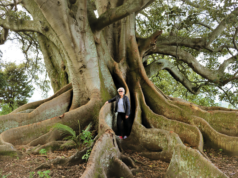 Forestry commentary: The bushman's tour guide